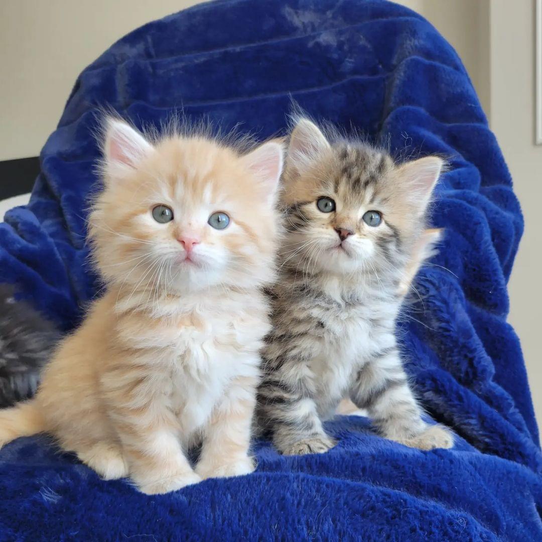 Siberian kittens for sale - Cali Siberian Kittens Nest